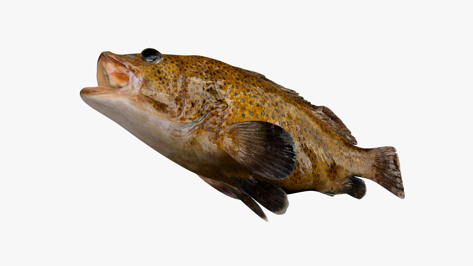 3D model Cod Fish Collection - TurboSquid 1815385