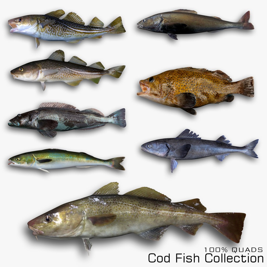 3D model Cod Fish Collection - TurboSquid 1815385