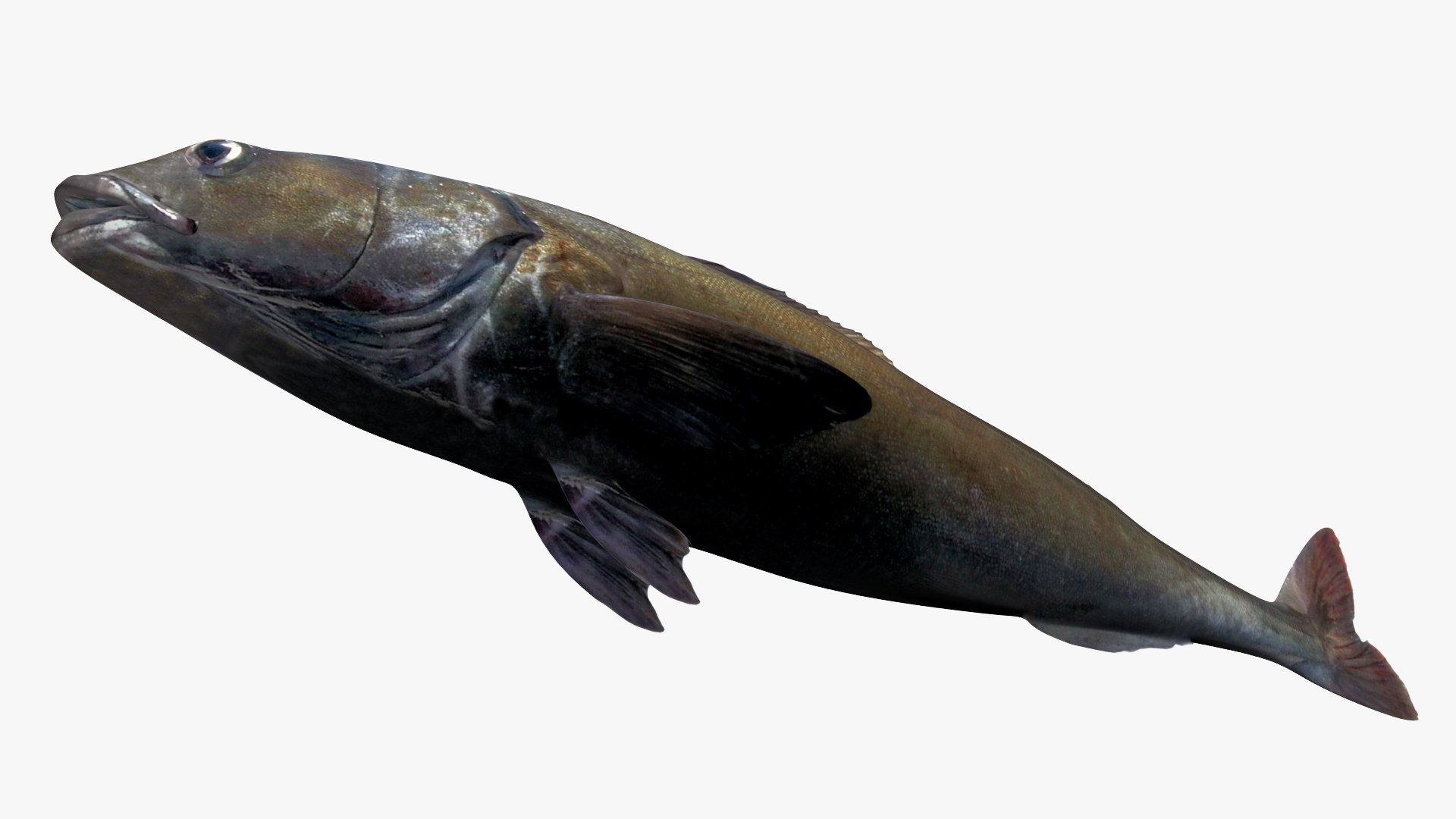 3D model Cod Fish Collection - TurboSquid 1815385