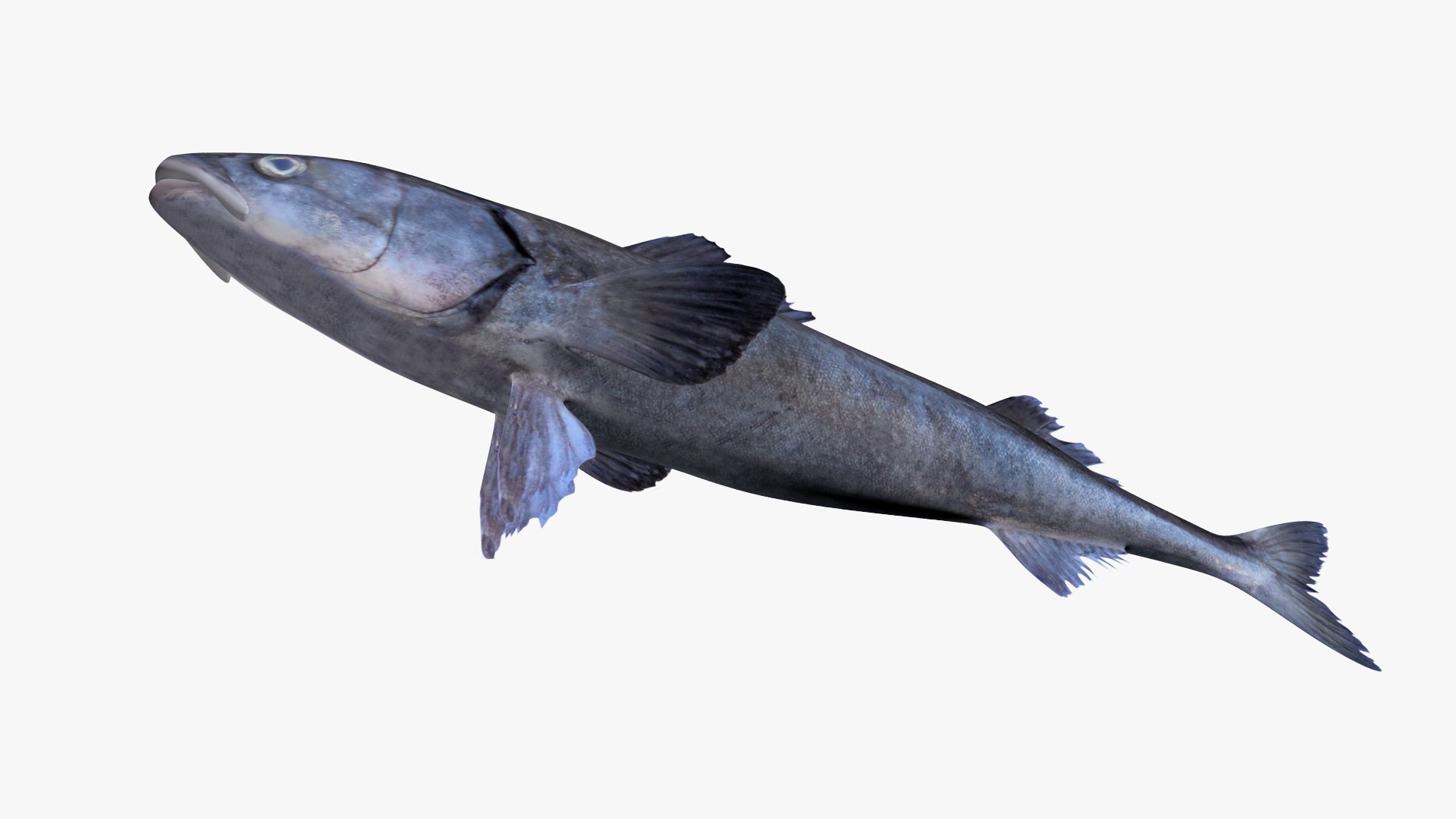 3D model Cod Fish Collection - TurboSquid 1815385