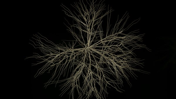 3D Wheat Root - growth animation - TurboSquid 1816552