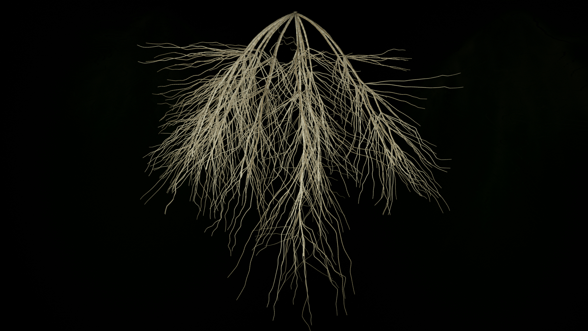3D Wheat Root - growth animation - TurboSquid 1816552