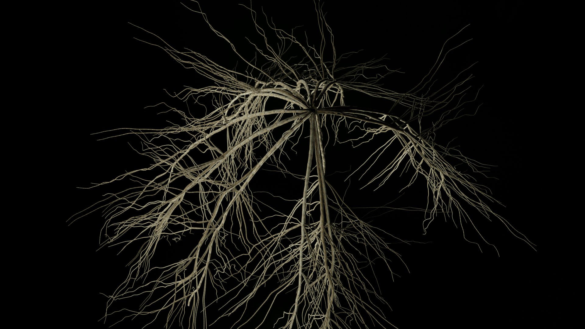 3D Wheat Root - growth animation - TurboSquid 1816552