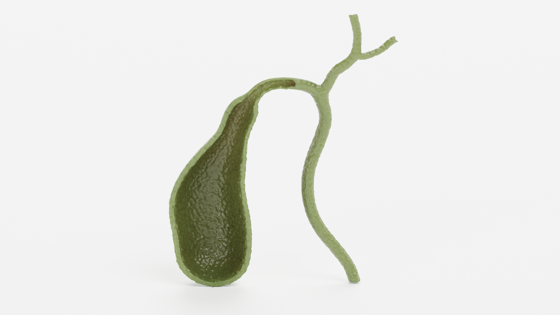 Gallbladder Section 3D Model - TurboSquid 1756721