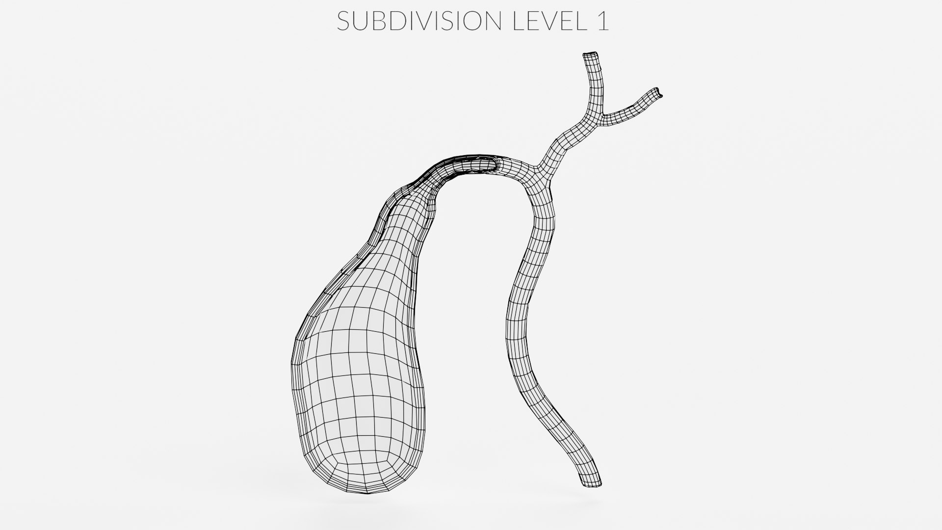 Gallbladder Section 3D Model - TurboSquid 1756721