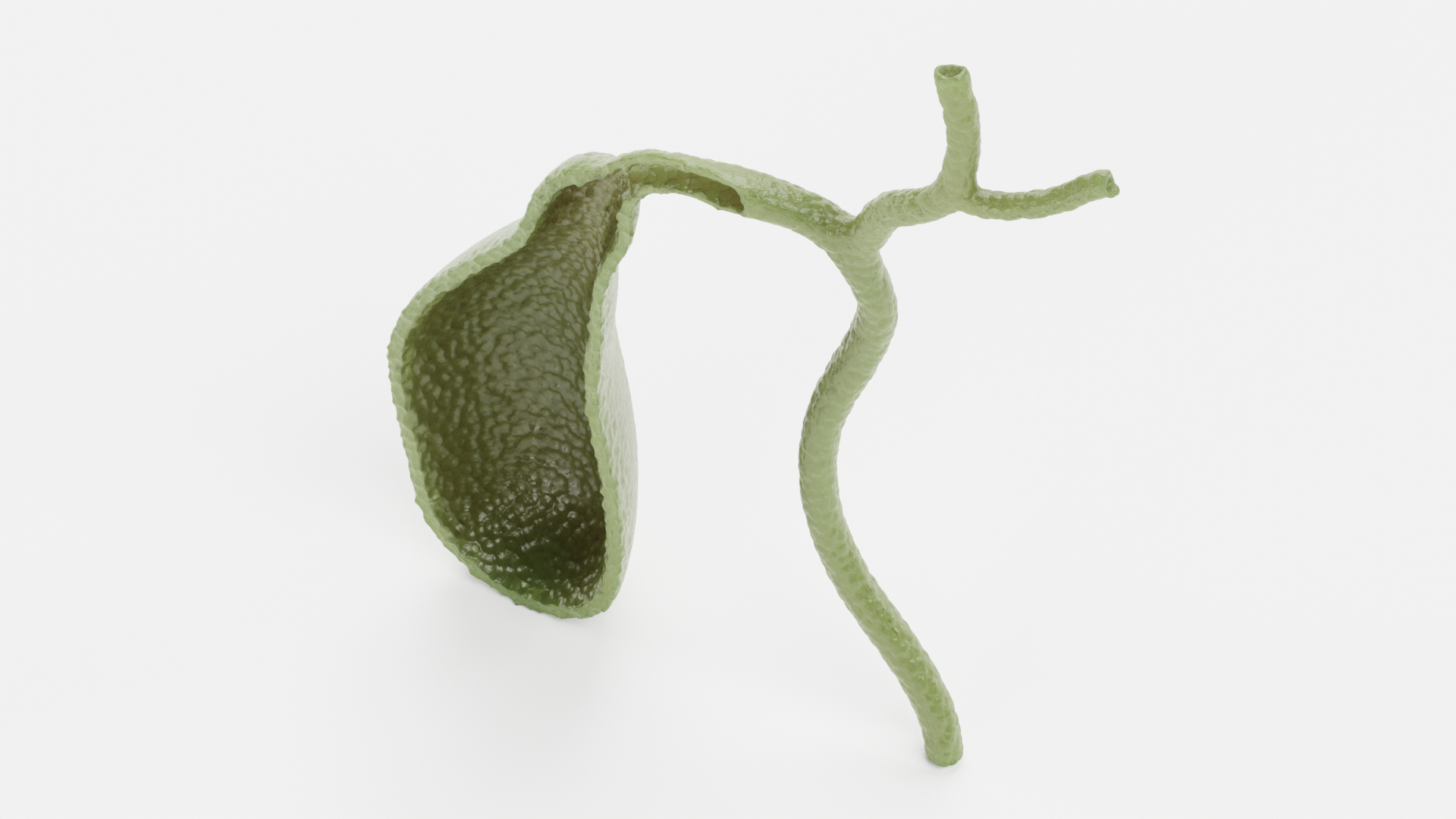 Gallbladder Section 3D model - TurboSquid 1756721