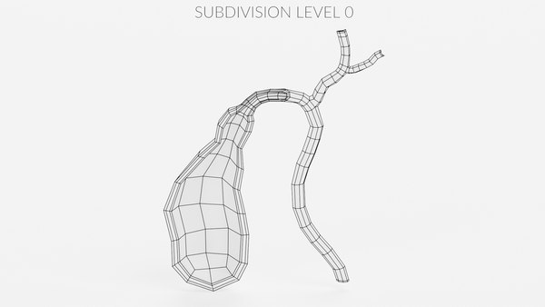 modelo 3d Sección de la vesícula biliar - TurboSquid 1756721