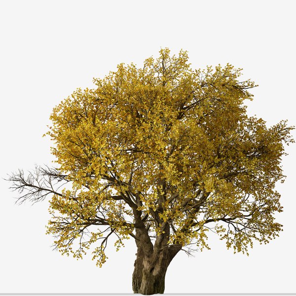 3D Set of California bay laurel or Umbellularia californica Tree - 2 ...