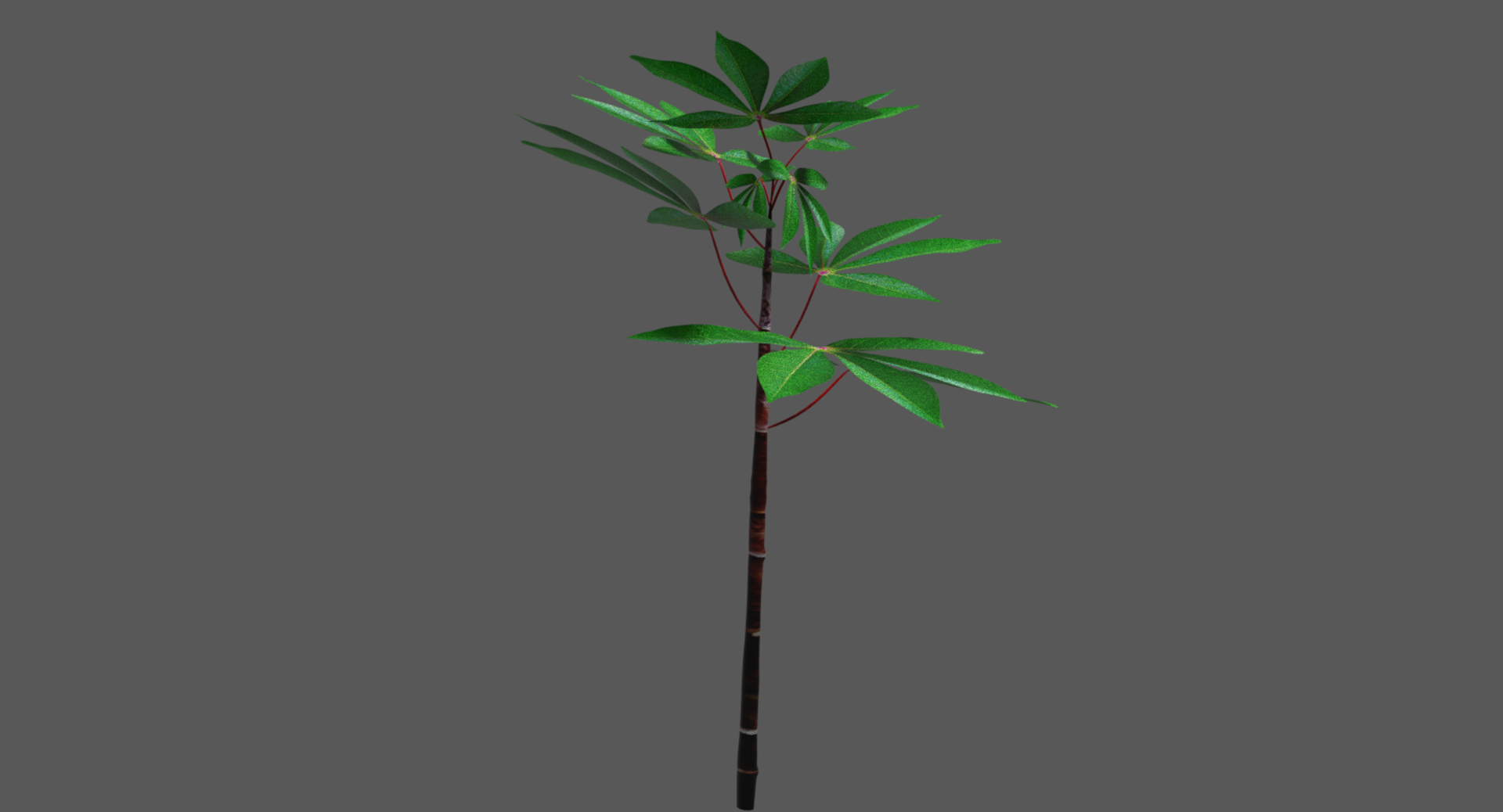 3D Plant Cassava Small - TurboSquid 1253098