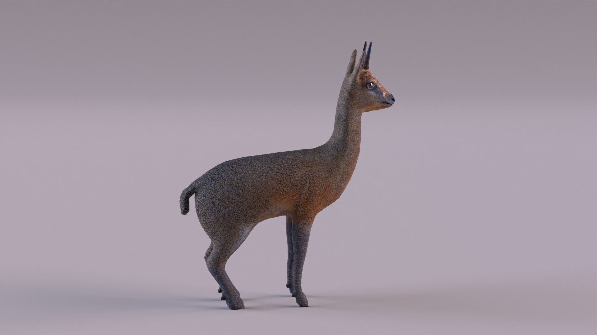 Klipspringer 3D Model - TurboSquid 1924779