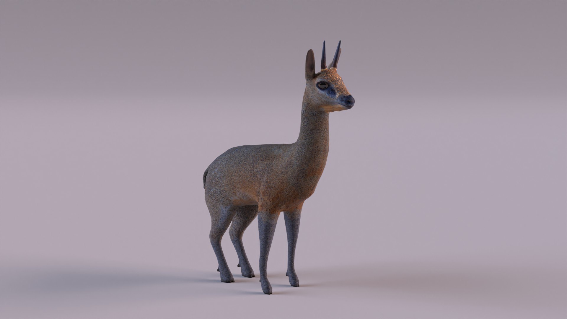 Klipspringer 3D Model - TurboSquid 1924779