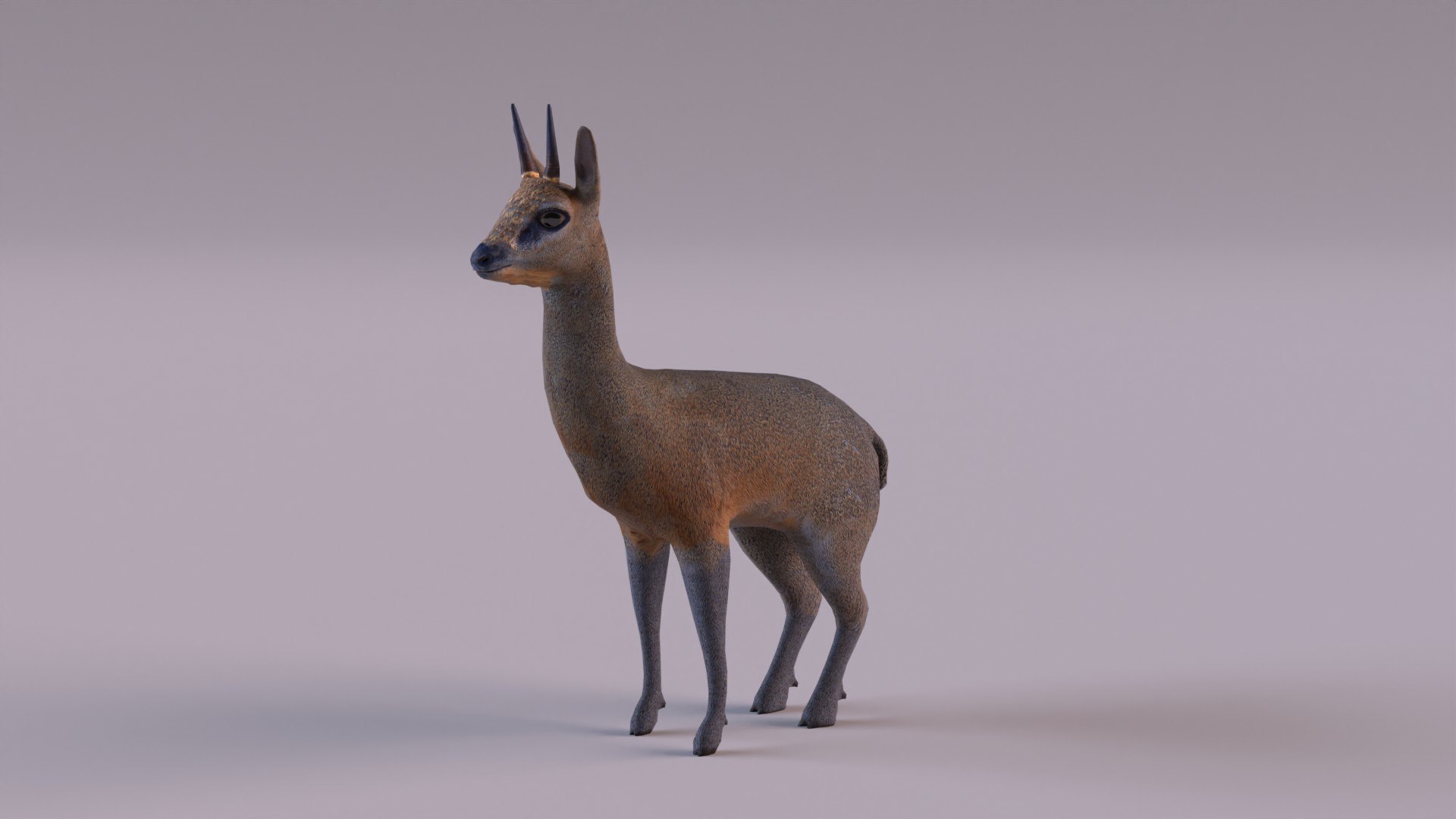 Klipspringer 3D Model - TurboSquid 1924779