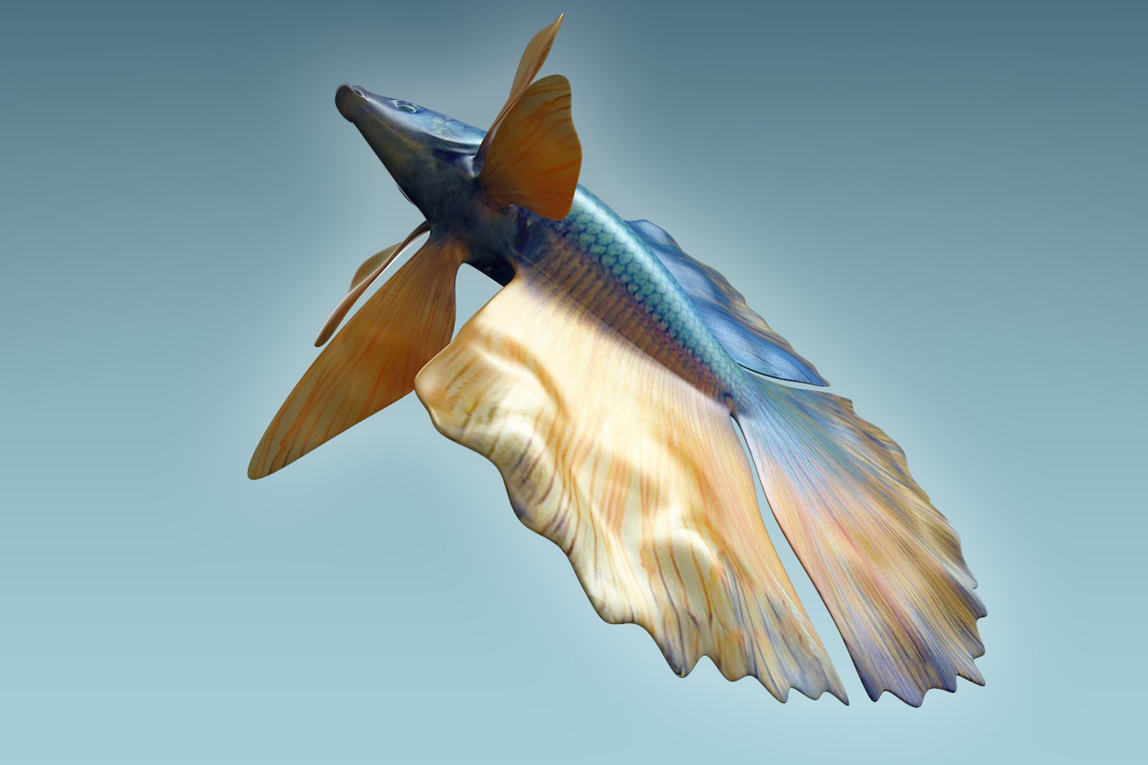 3D betta fish model - TurboSquid 1206011