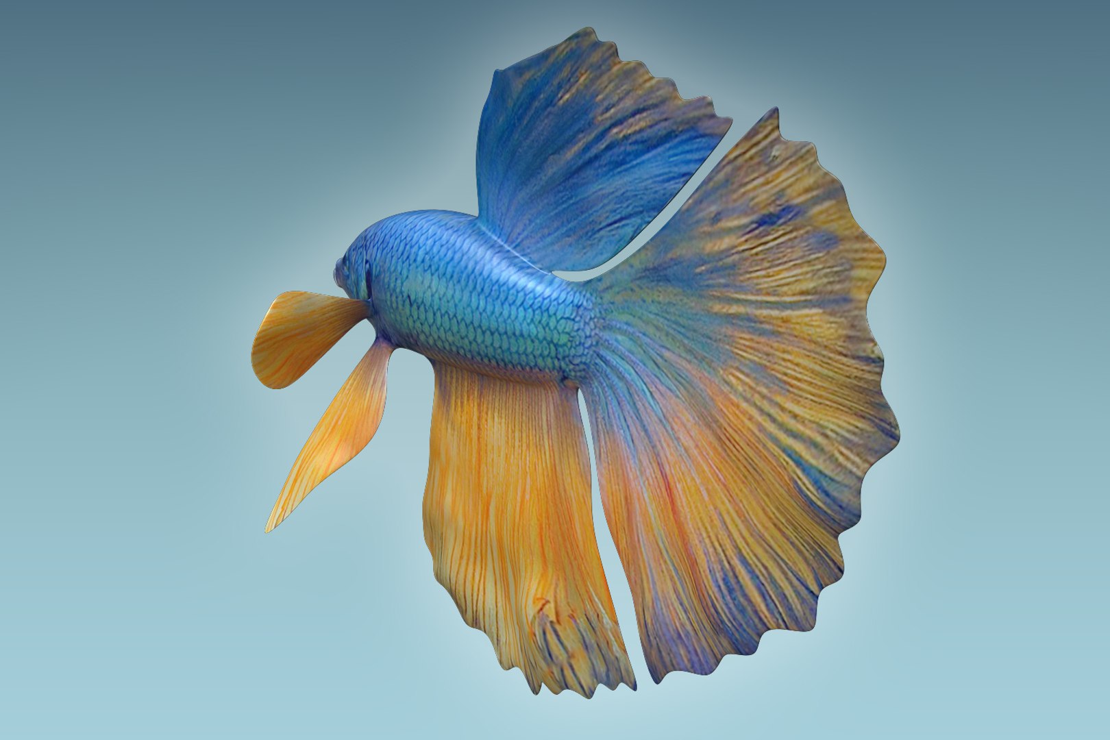 3D betta fish model - TurboSquid 1206011