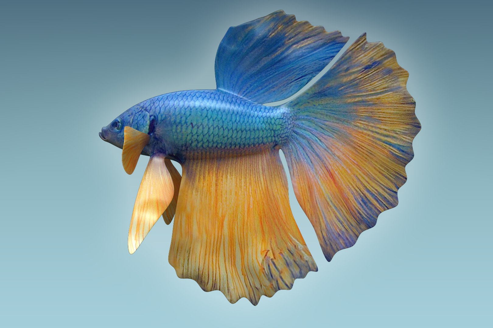 3D betta fish model - TurboSquid 1206011