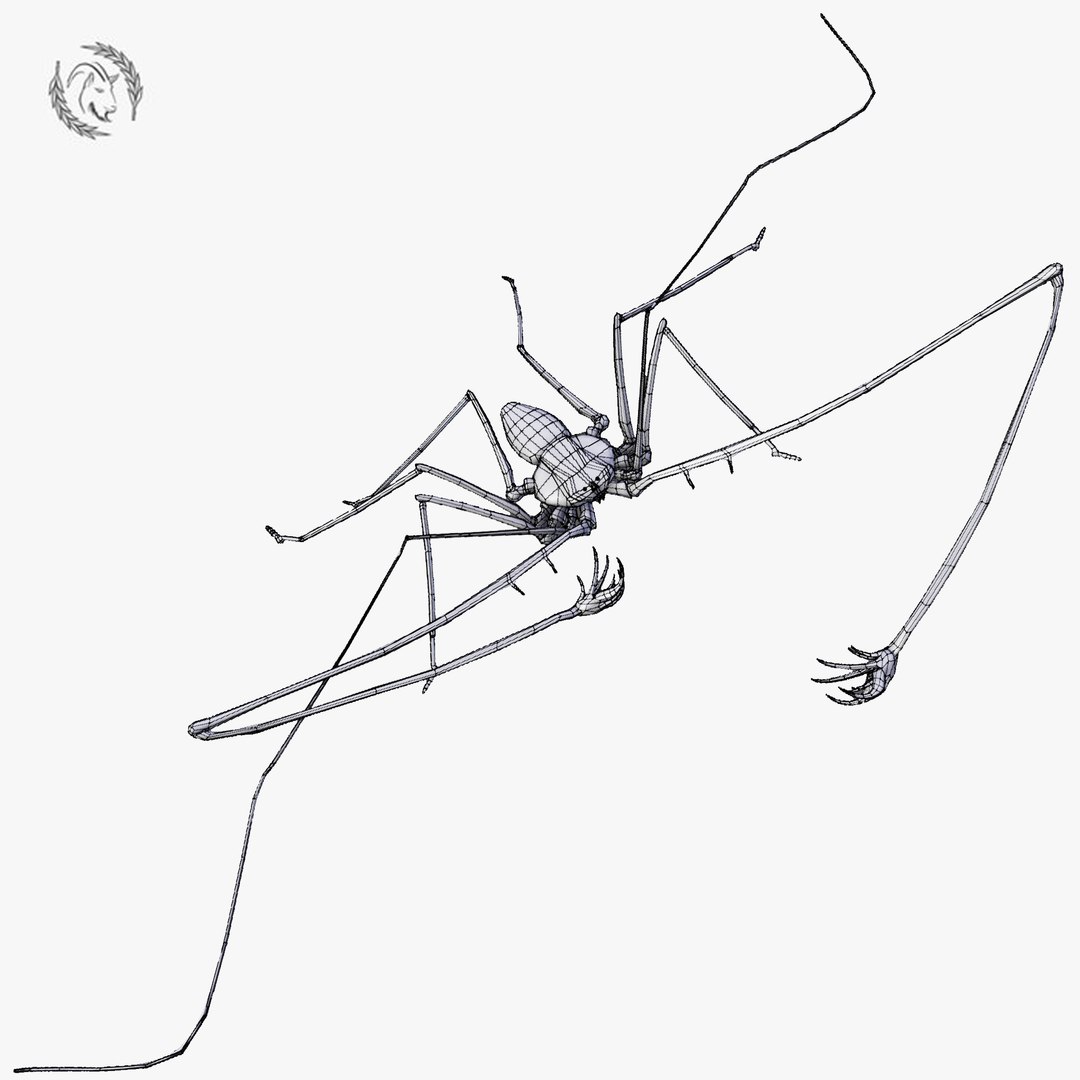 Scorpion Whip Spider 3D Model - TurboSquid 1231704