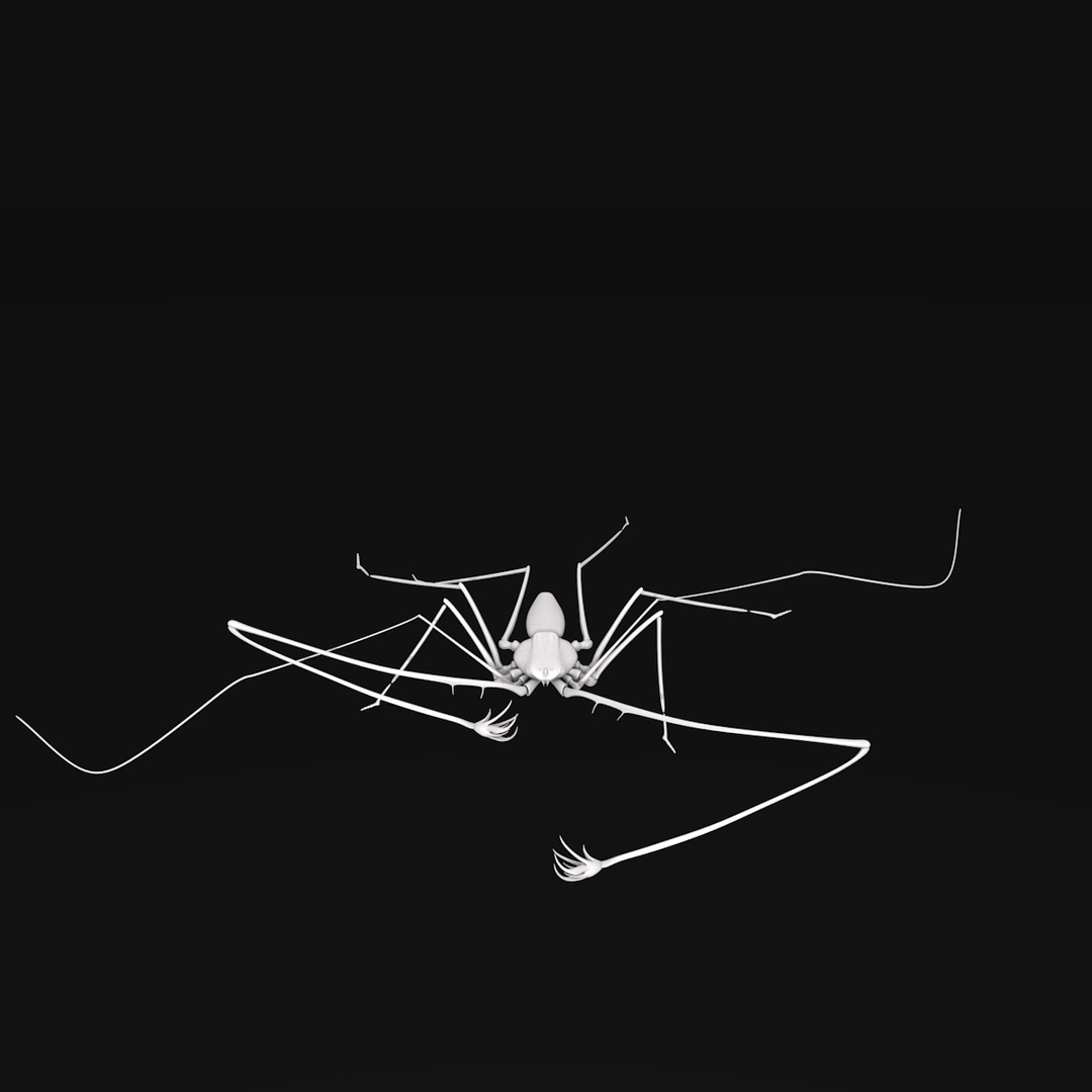 Scorpion Whip Spider 3D Model - TurboSquid 1231704
