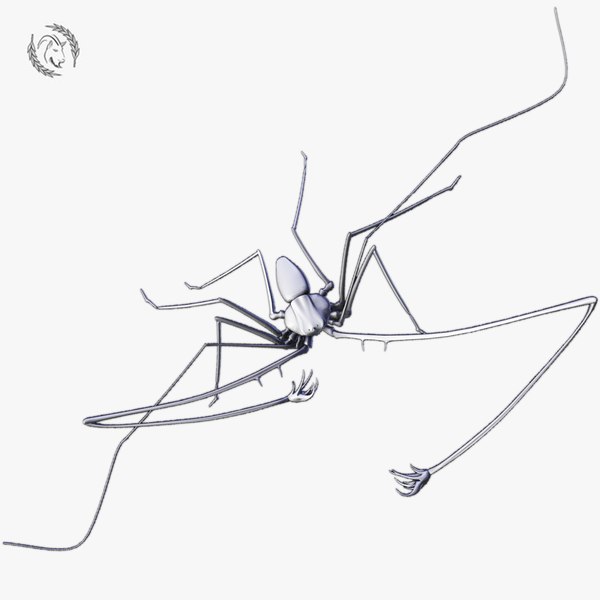 Scorpion whip spider 3D model - TurboSquid 1231704