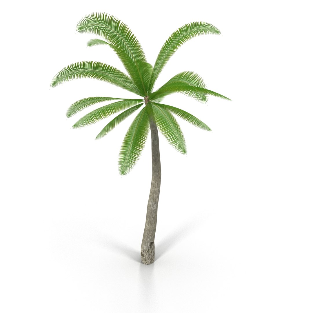 Coconut Tree 3d Model
