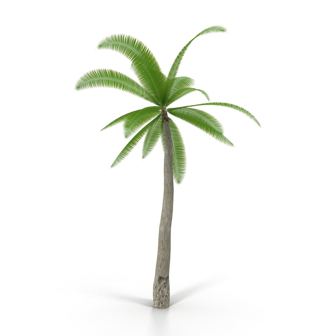 Coconut Tree 3d Model