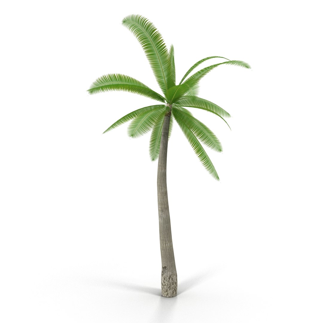 Coconut Tree 3d Model