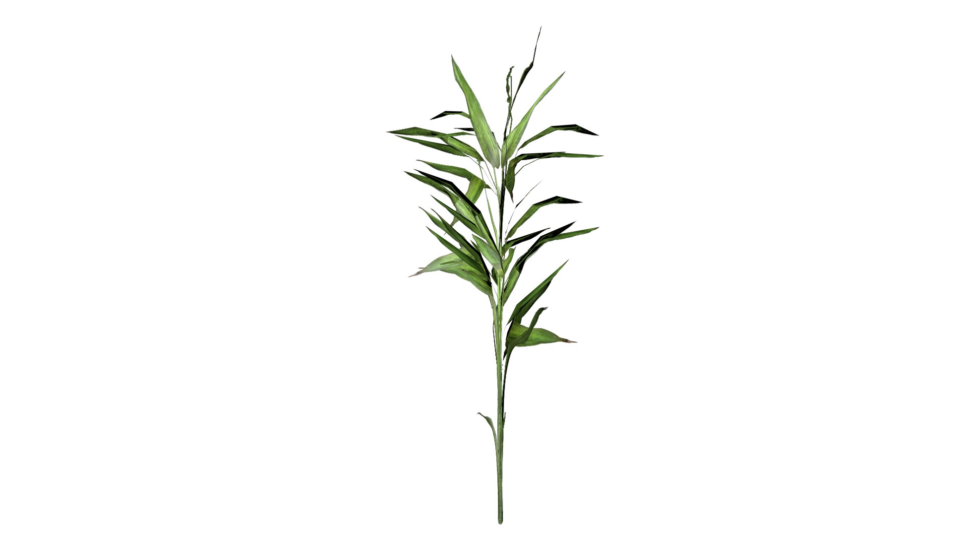 3D Model Switch Cane Plant - 03 - - TurboSquid 2372888