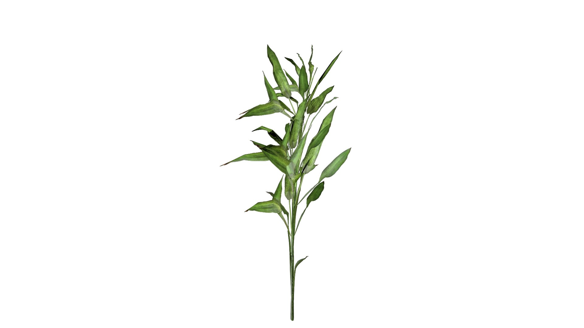 3D Model Switch Cane Plant - 03 - - TurboSquid 2372888