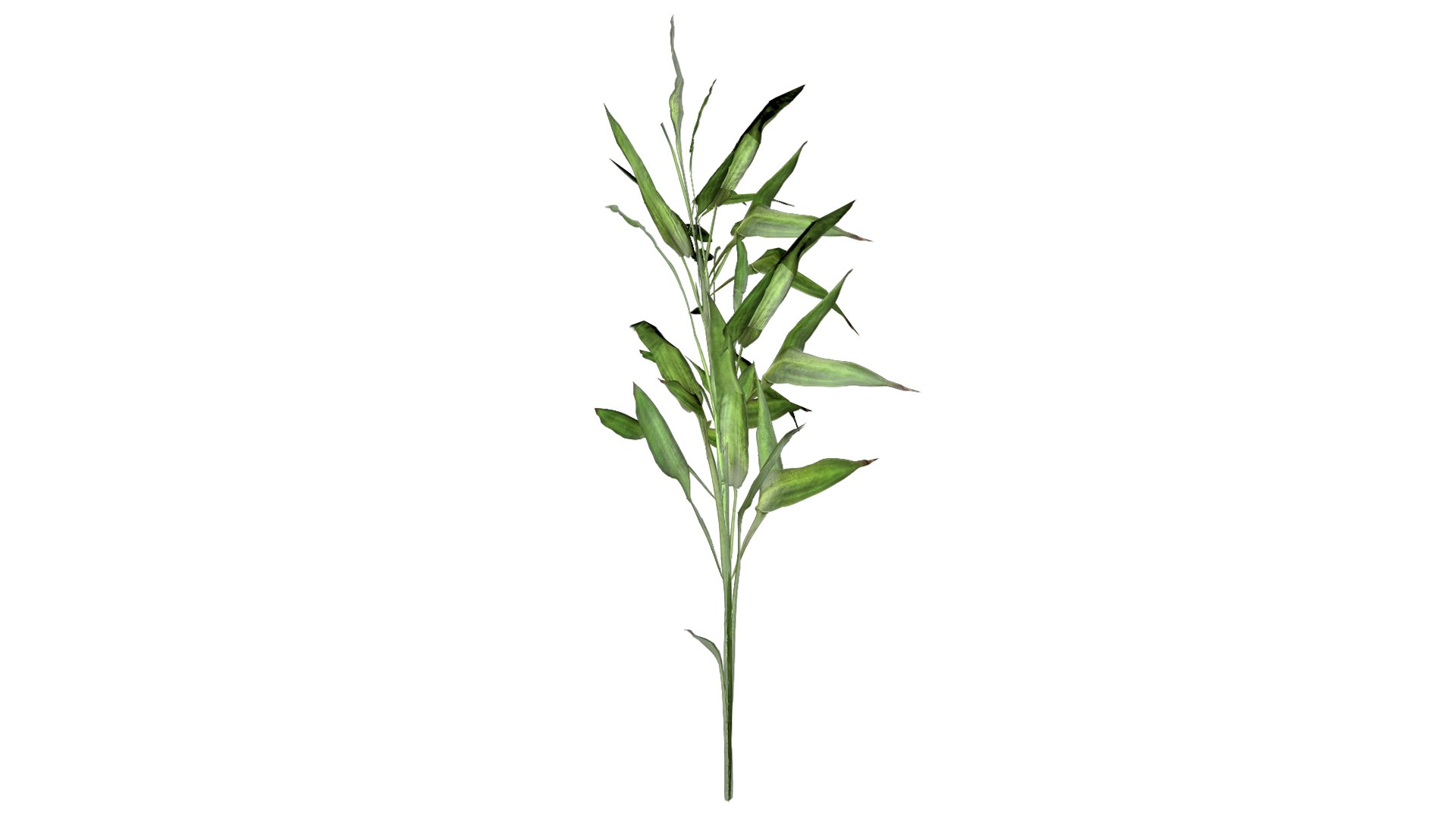 3D Model Switch Cane Plant - 03 - - TurboSquid 2372888