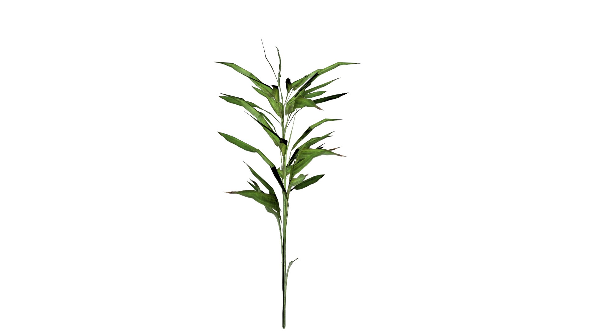 3D Model Switch Cane Plant - 03 - - TurboSquid 2372888