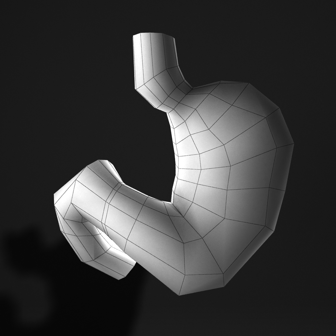 human stomach 3d model