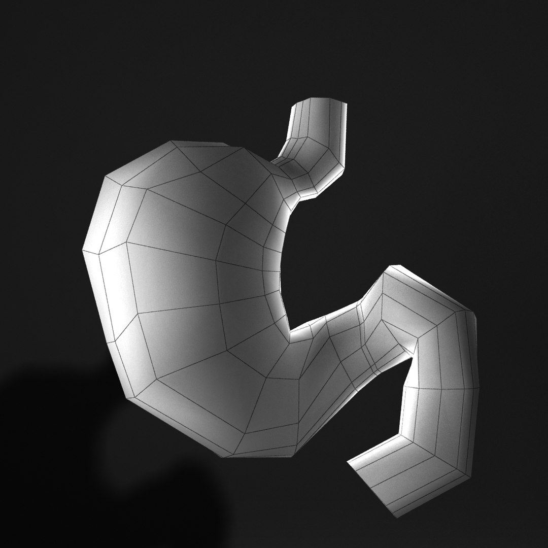 Human Stomach 3d Model
