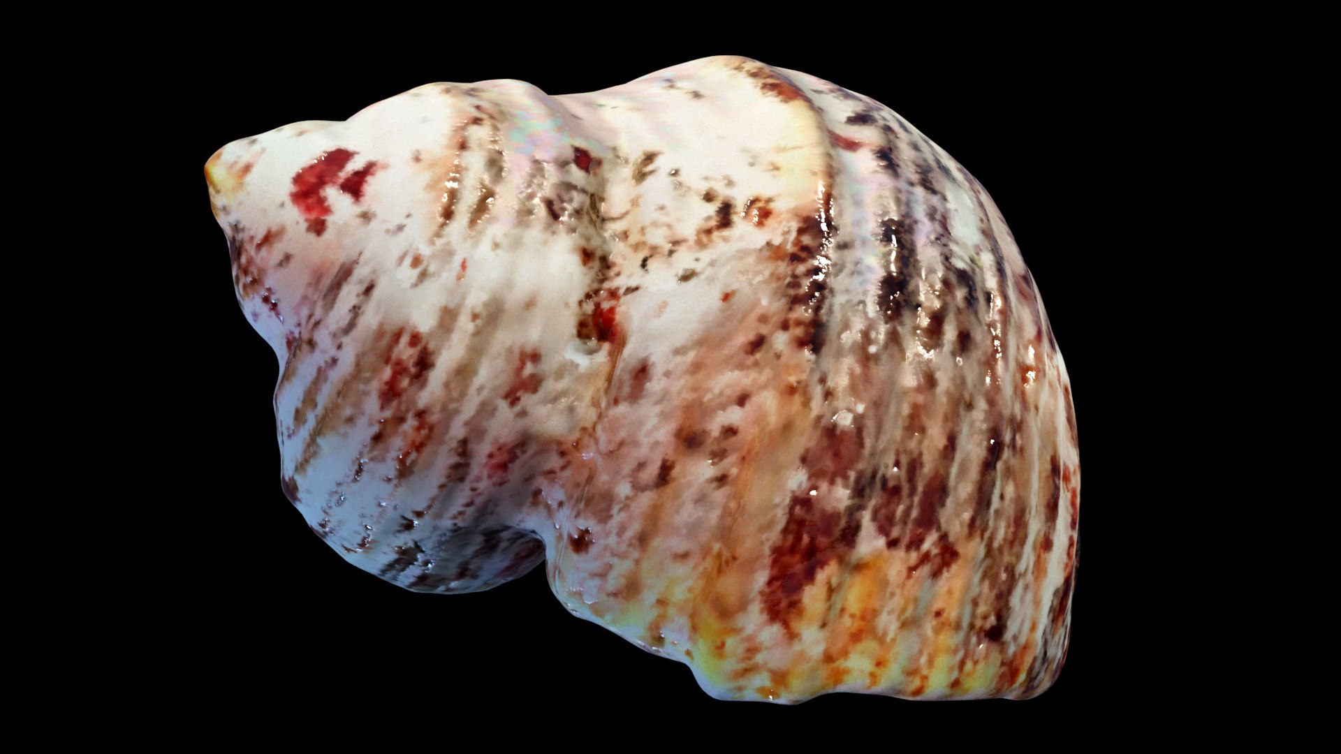 Seashell Conch B 3D Model - TurboSquid 1946660