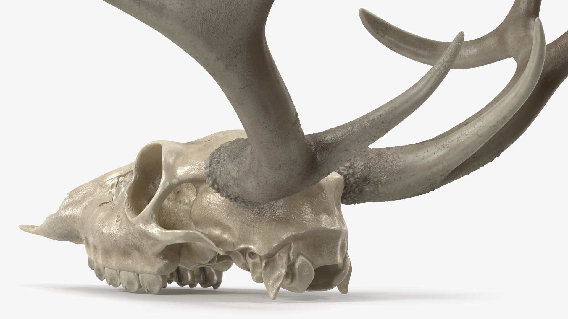 3D Model Deer Skull With Antlers - TurboSquid 2092966