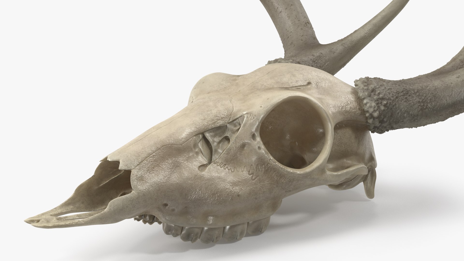 3D Model Deer Skull With Antlers - TurboSquid 2092966