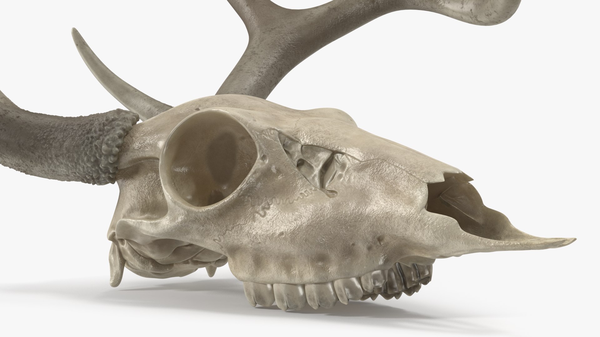 3D Model Deer Skull With Antlers - TurboSquid 2092966