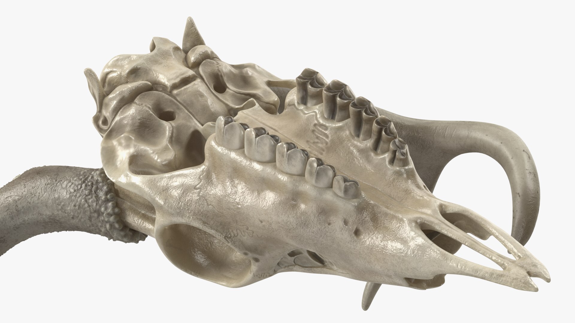 3D Model Deer Skull With Antlers - TurboSquid 2092966