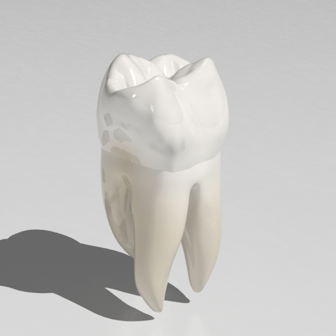 3d second molar