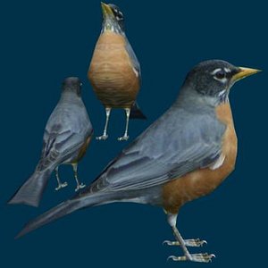 Robin 3D Models for Download | TurboSquid