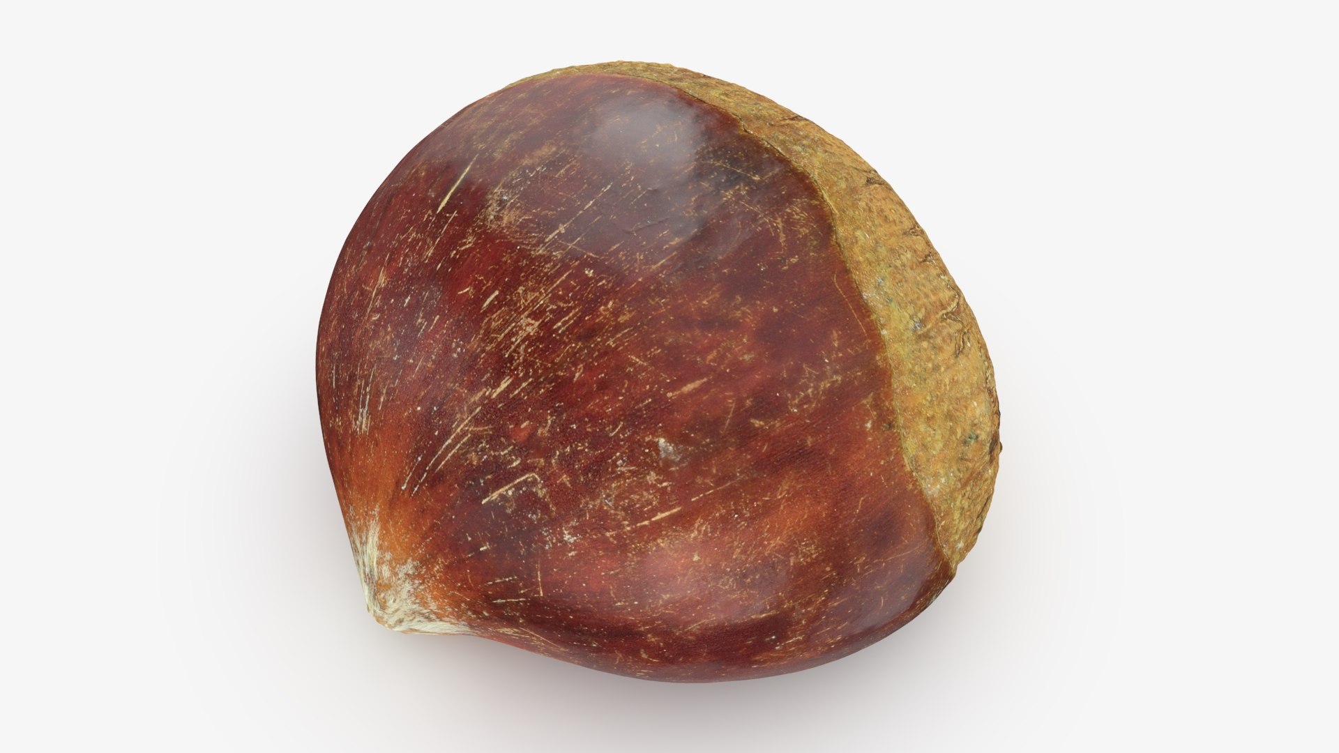 3D Model Chestnut 03 - TurboSquid 2348299
