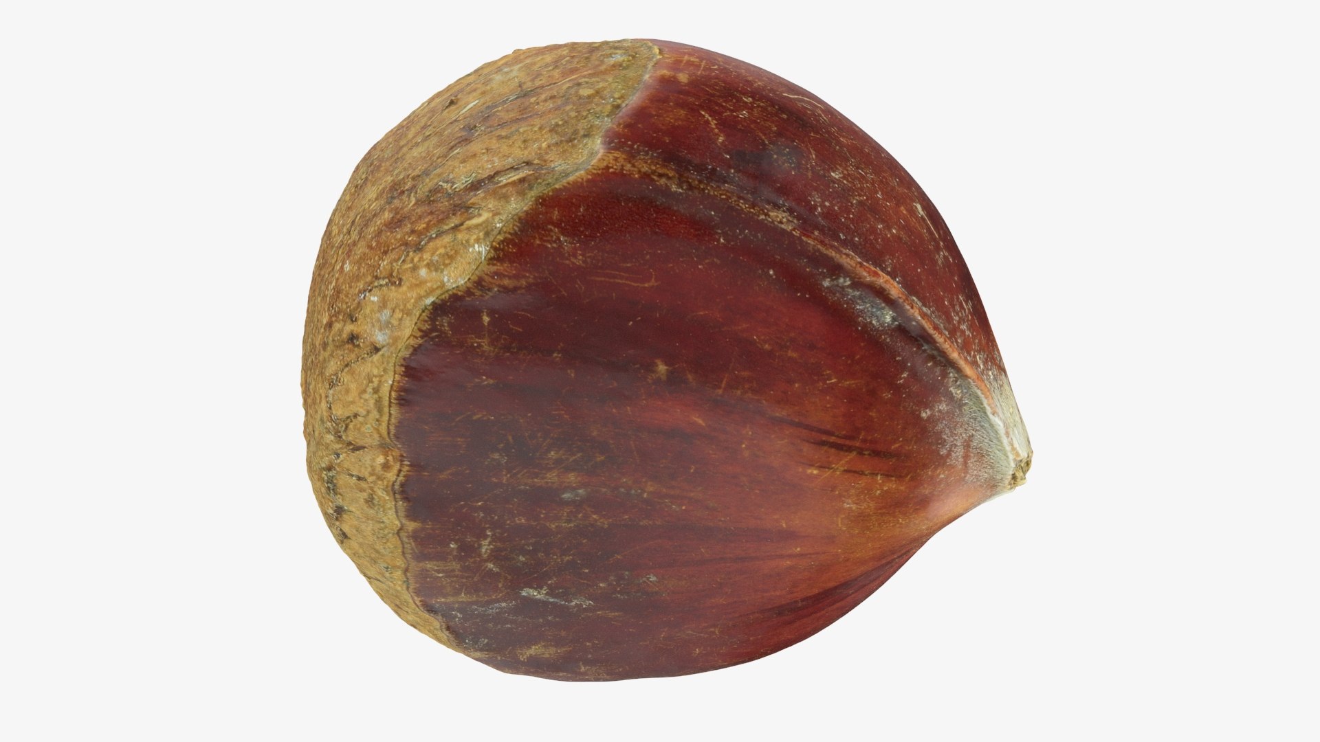 3D Model Chestnut 03 - TurboSquid 2348299
