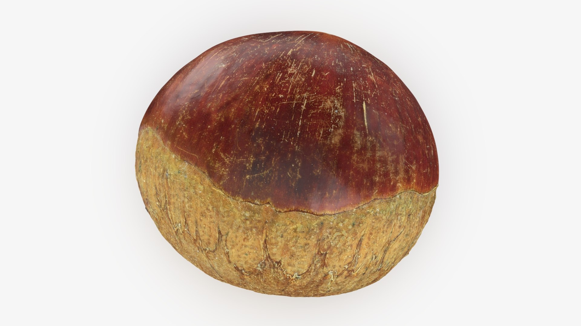 3D Model Chestnut 03 - TurboSquid 2348299