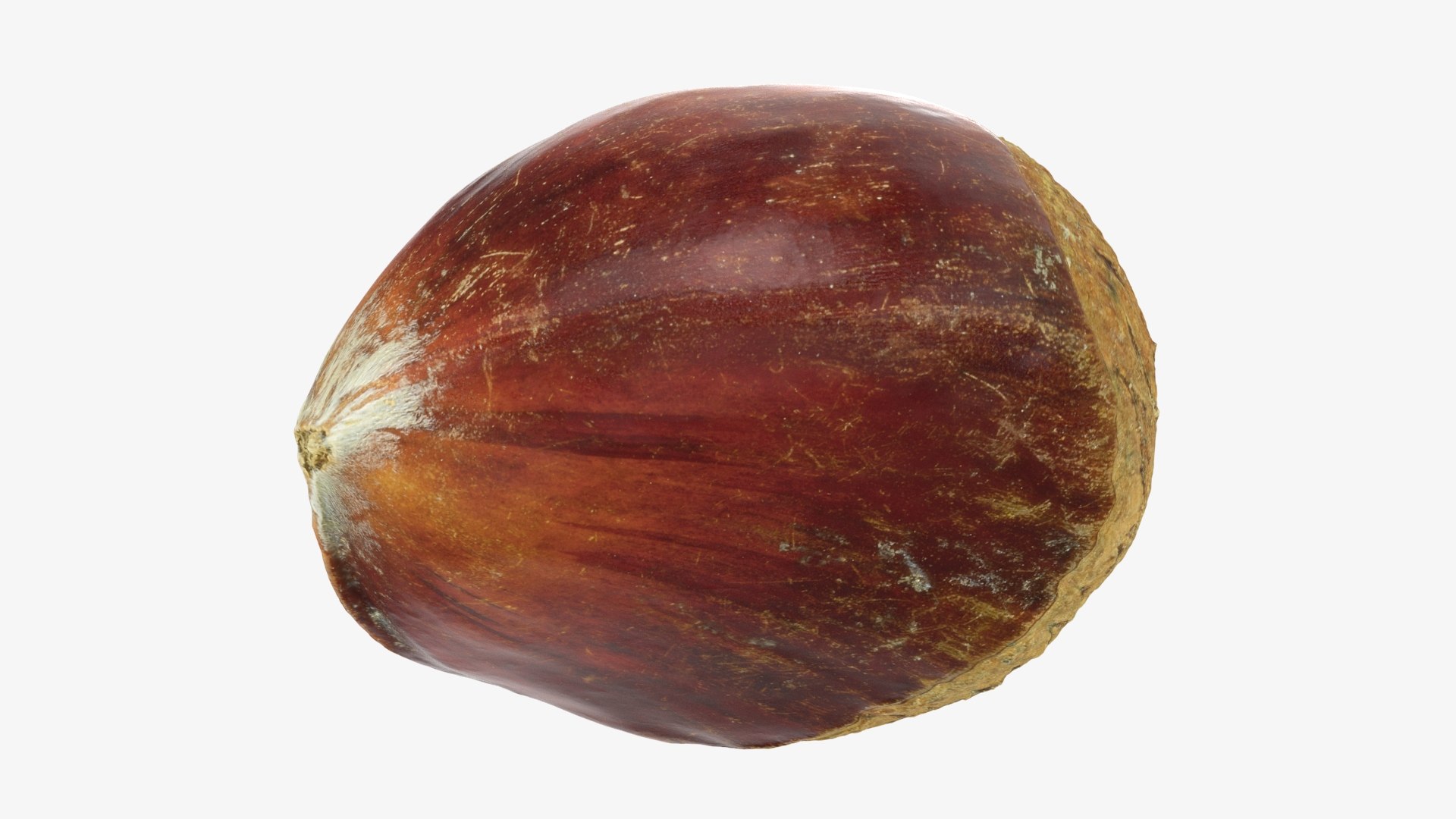 3D Model Chestnut 03 - TurboSquid 2348299