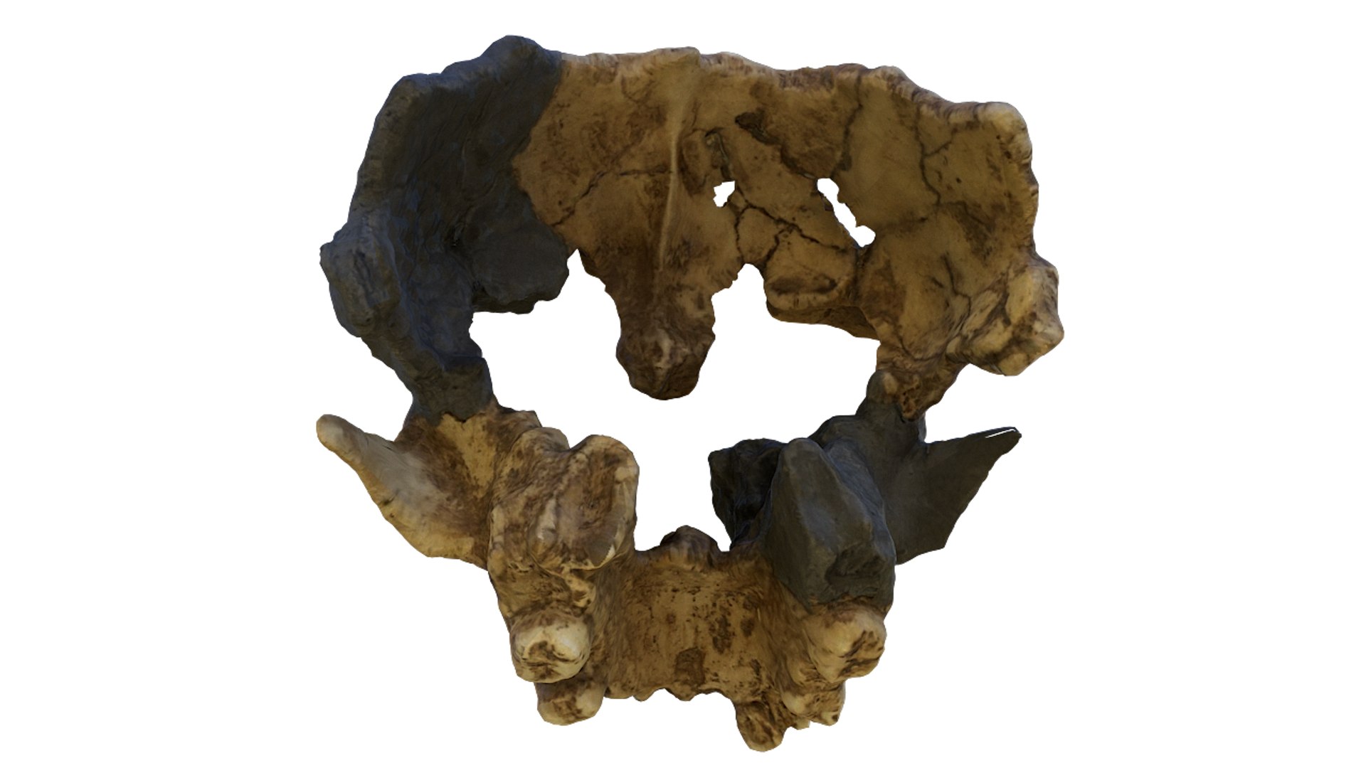 3D Human Skulls Homo Antecessor - TurboSquid 1346480