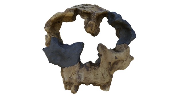 3D human skulls homo antecessor - TurboSquid 1346480