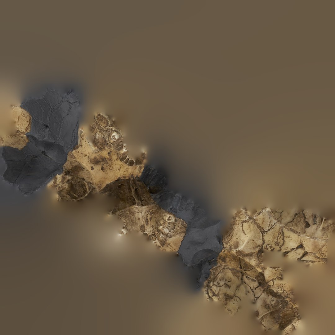 3D Human Skulls Homo Antecessor - TurboSquid 1346480