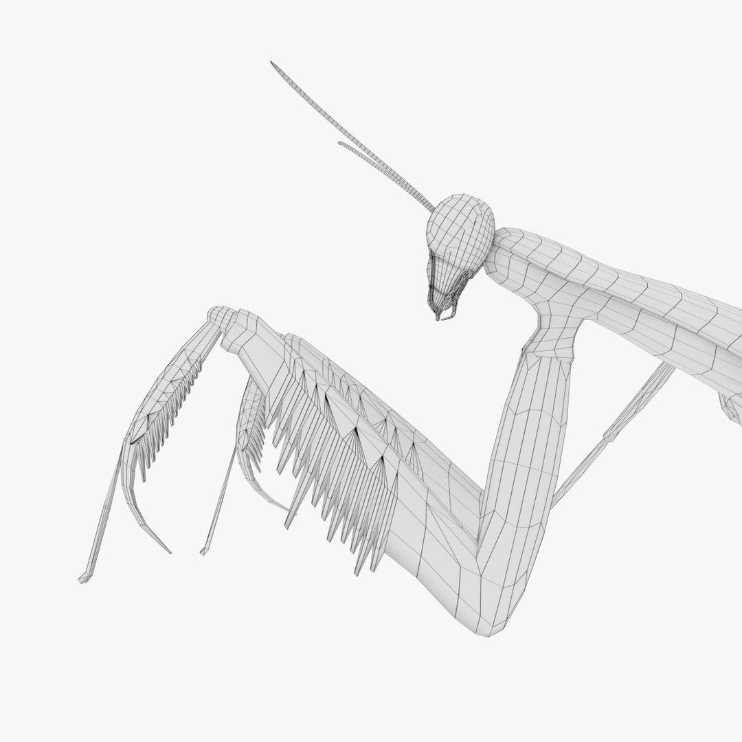 3D praying mantis - TurboSquid 1228918