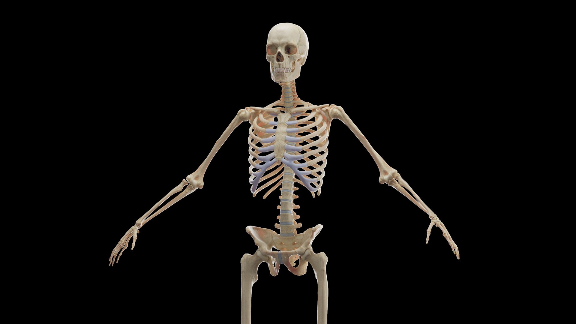 Human Male Skeleton model - TurboSquid 2012578