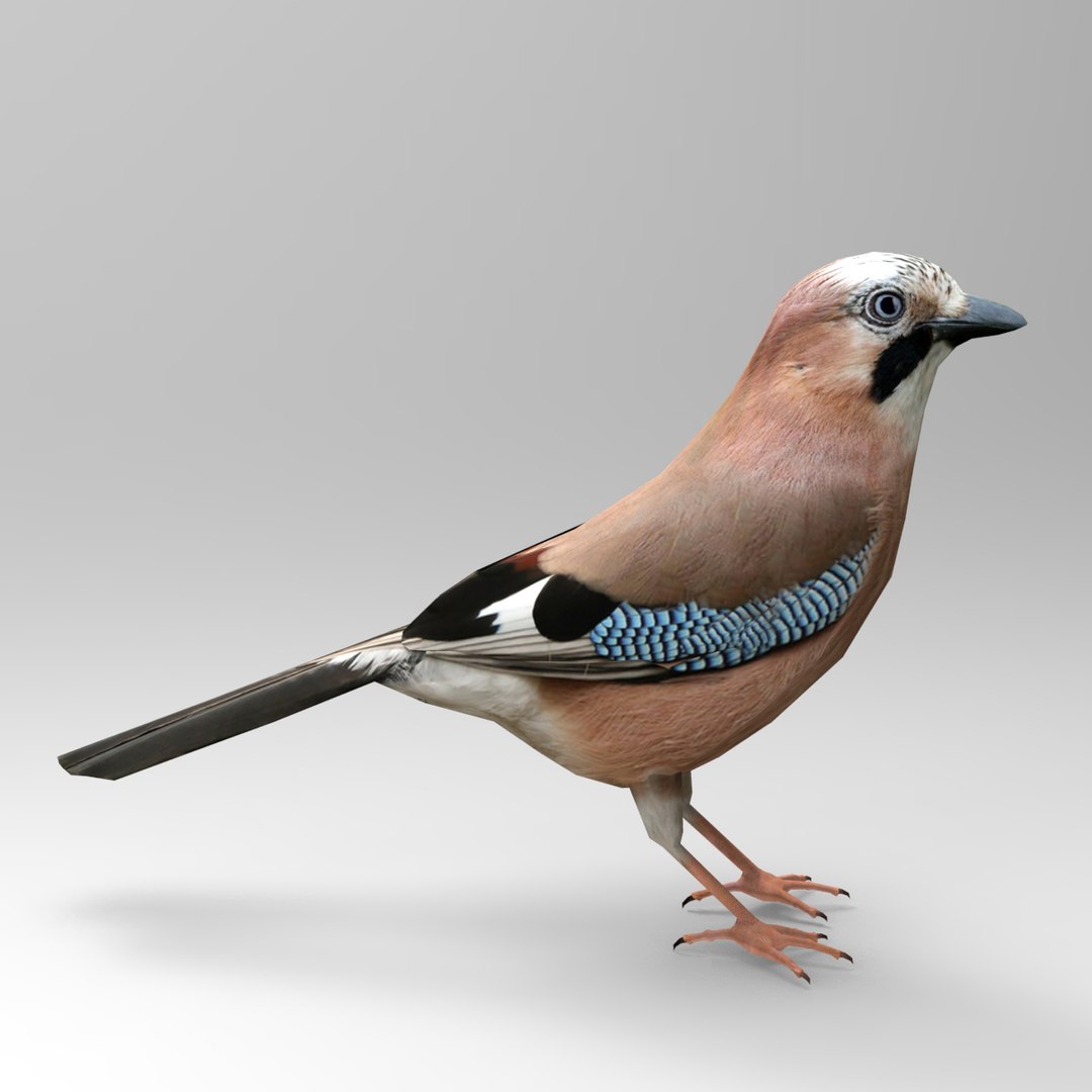 3D Eurasian Jay Model - TurboSquid 1401142