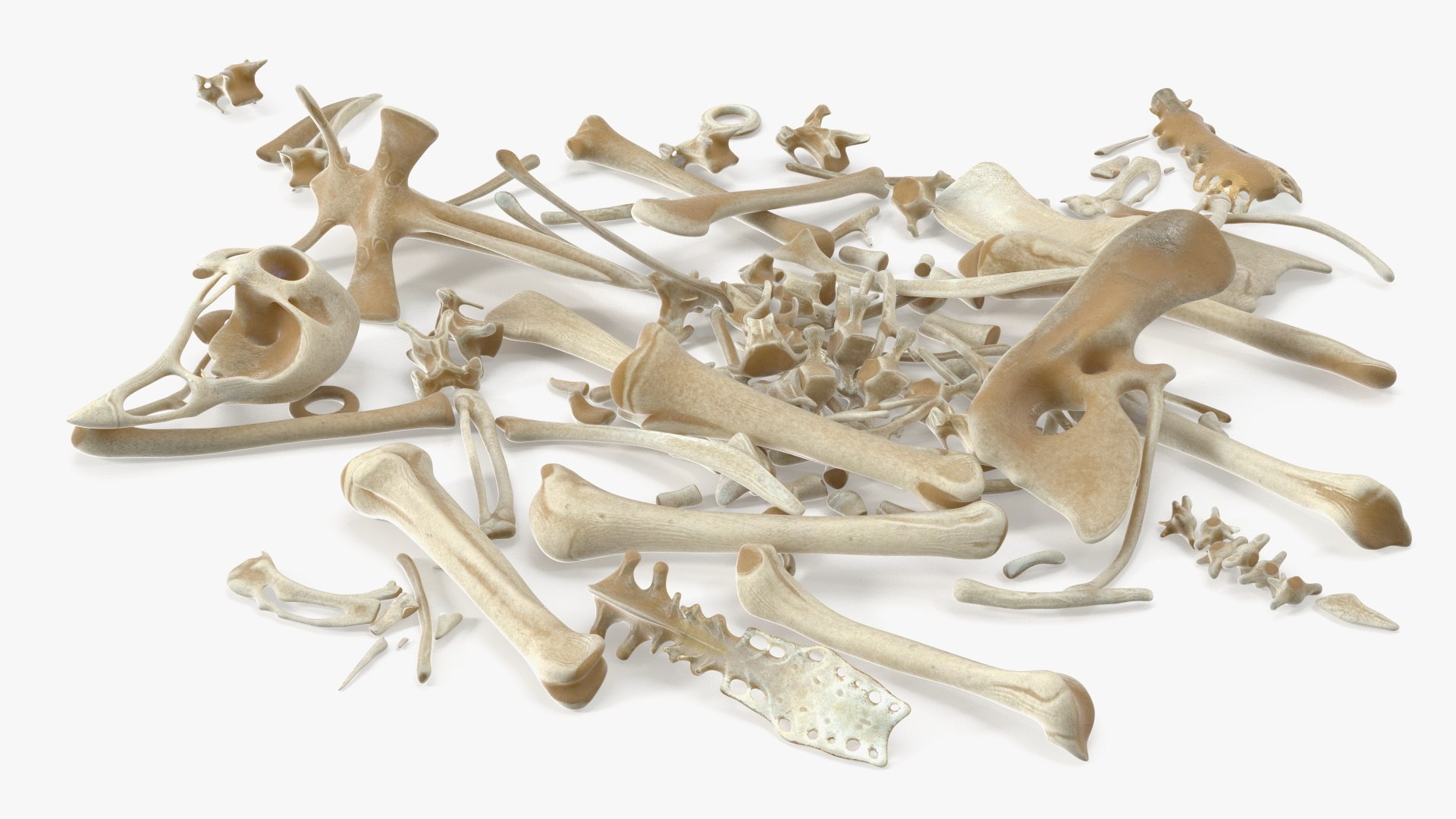 3D Model Scattered Remains Of Bird Skeleton - TurboSquid 2471467