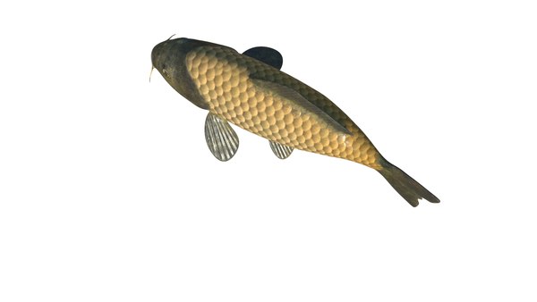 Carp Fish Rigged Animated 3D model - TurboSquid 1832905